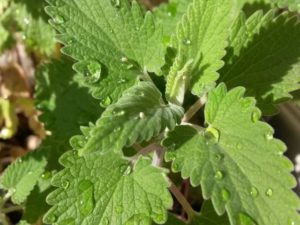 Top 7 Plants That Repel Ticks, a great natural way to repel ticks.