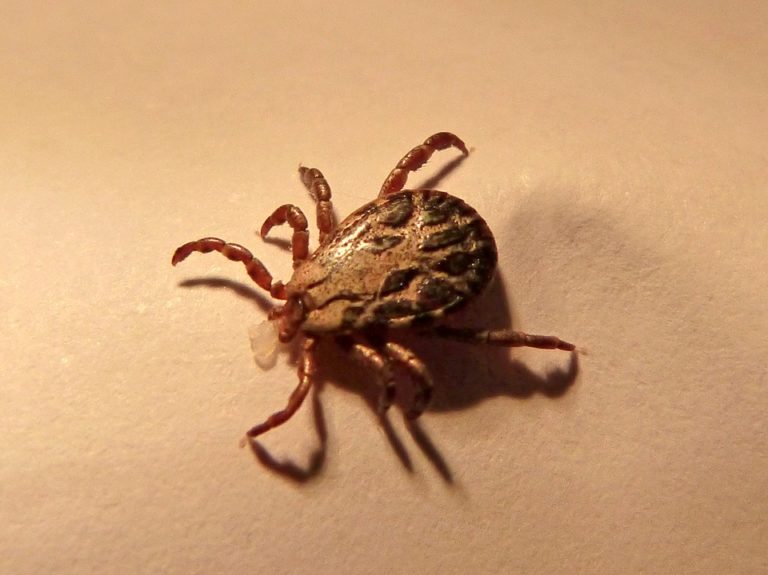 What Are Ticks And How Does A Tick Bite Look Like