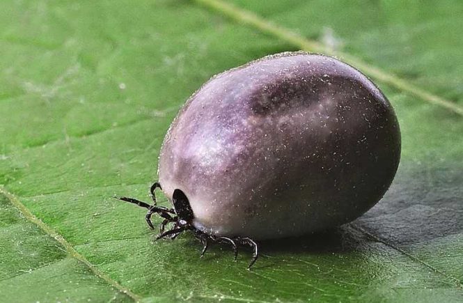 When to worry about a tick bite, and when to see a doctor after a tick ...