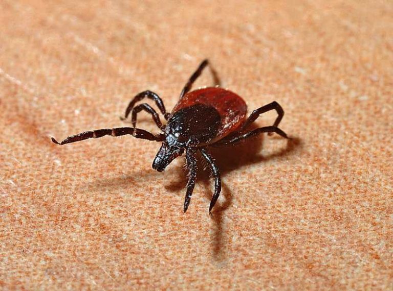 Tick Repellent Clothing Treatment with Permethrin