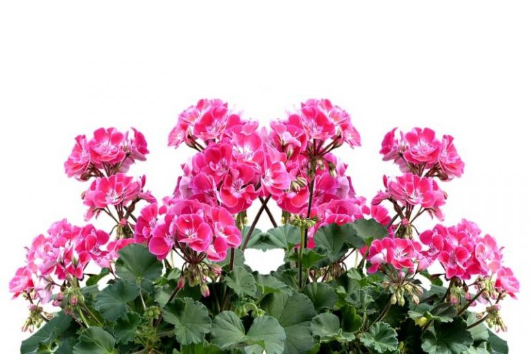 Geraniol Natural Repellent Against Ticks, Fleas An Mosquitos