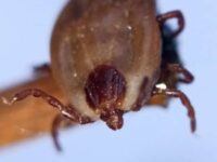 How To Tell If Tick Head Is Still In Skin And How To Get It Out