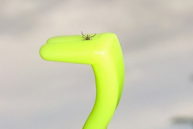 How To Use A Tick Hook To Get A Tick Out Of Skin